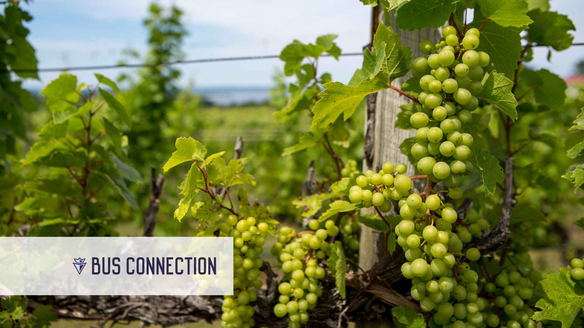 Wine lovers unite! It’s time to explore Michigan wine country ...